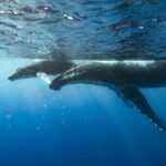 Private full day whale watching tour with lunch - The Sum Up: Who Will Love This Tour?