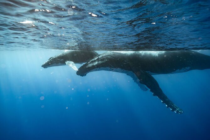 Private full day whale watching tour with lunch - The Sum Up: Who Will Love This Tour?