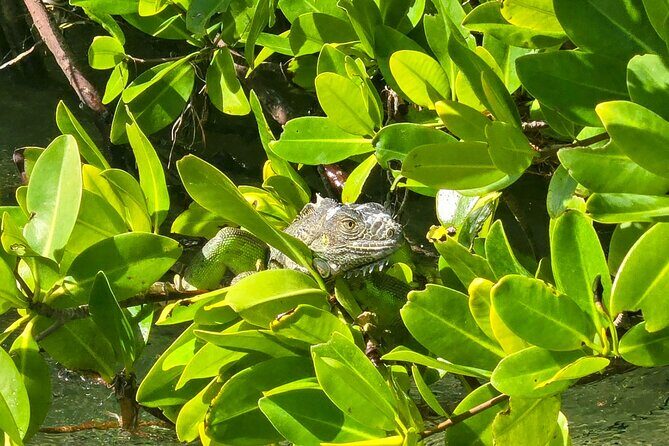 Private Guided Mangrove Eco-Tour Adventure - The Experience of the Guides and the Environment