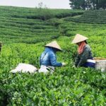 Private Guided Tour: A Spring Day in Dong Giang from Da Nang - Who Will Enjoy This Tour?