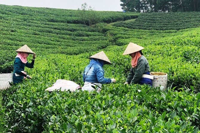 Private Guided Tour: A Spring Day in Dong Giang from Da Nang - Who Will Enjoy This Tour?