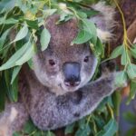 Private Guided Tour: Blue Mountains Tour from Sydney - FAQs