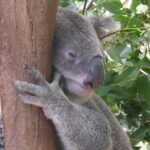 Private Guided Tour from Sydney to Blue Mountains National Park - Key Highlights of the Tour