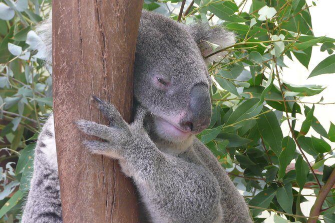 Private Guided Tour from Sydney to Blue Mountains National Park - Key Highlights of the Tour
