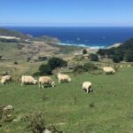 Private Guided Tour of Dunedin City Heritage and Unique Wildlife and Scenery - What to Expect in Terms of Transport and Duration