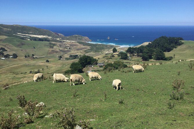Private Guided Tour of Dunedin City Heritage and Unique Wildlife and Scenery - What to Expect in Terms of Transport and Duration