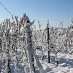 Private Half-Day Custom Wine Tasting Tour of Niagara-on-the-Lake - Transportation & Comfort