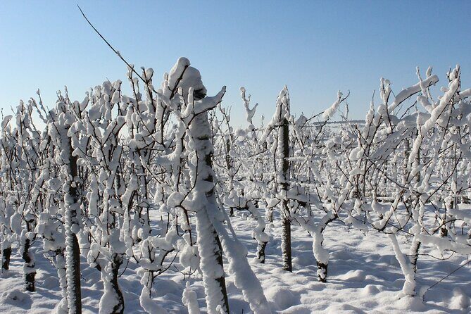 Private Half-Day Custom Wine Tasting Tour of Niagara-on-the-Lake - Transportation & Comfort