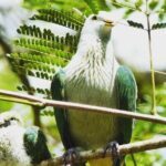 Private Half-Day Hike in the Opunohu Valley in Moorea - Practical Details and Considerations