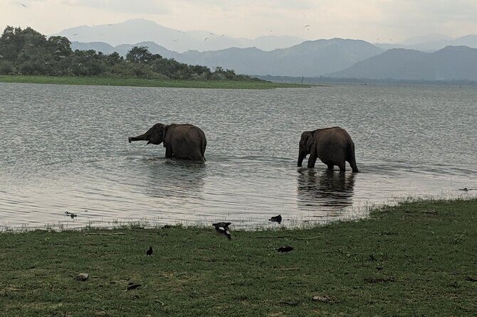 Private Half Day Safari in Udawalawe National Park - Who Is This Tour Best For?