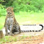 Private Half Day Safari Tour to Yala NP From Tangalle and Drop Back - What Travelers Can Expect at Yala National Park