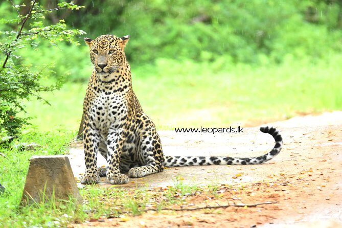 Private Half Day Safari Tour to Yala NP From Tangalle and Drop Back - What Travelers Can Expect at Yala National Park