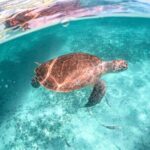 Private Half Day Tour in Cenote Cave and Swimming with Turtles - Who Will Love This Experience?