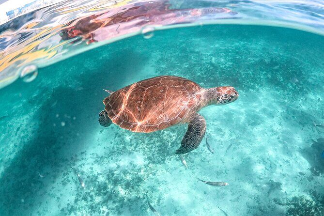 Private Half Day Tour in Cenote Cave and Swimming with Turtles - Who Will Love This Experience?