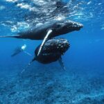 Private Half Day Whale Watching Tour - The Value of Respectful Wildlife Watching