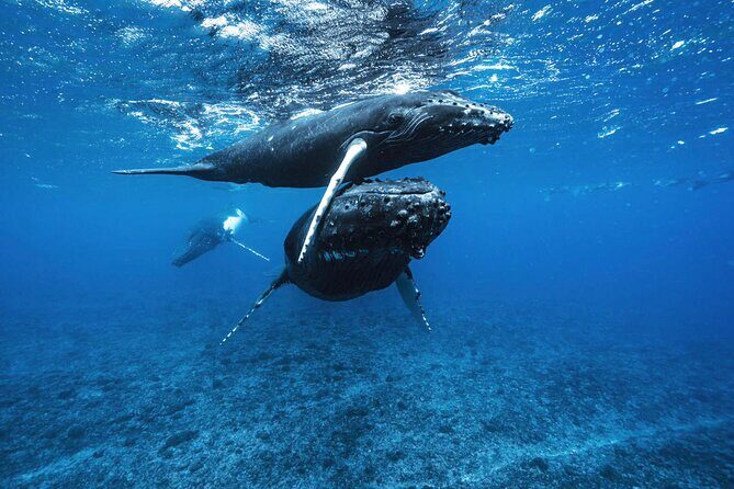 Private Half Day Whale Watching Tour - The Value of Respectful Wildlife Watching