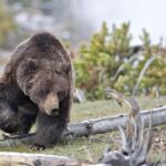 Private Highlight's Tour of Yellowstone National Park - Who Should Consider This Tour?