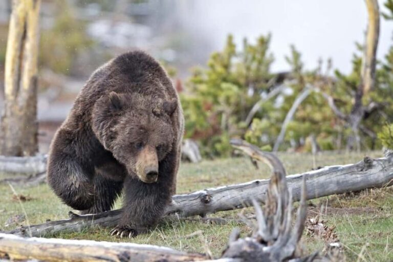 Private Highlight's Tour of Yellowstone National Park - Who Should Consider This Tour?