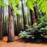Private Hobbiton & BlueSprings & Redwood forest fromAuckland - Discovering the Highlights of North Island’s Top Sights