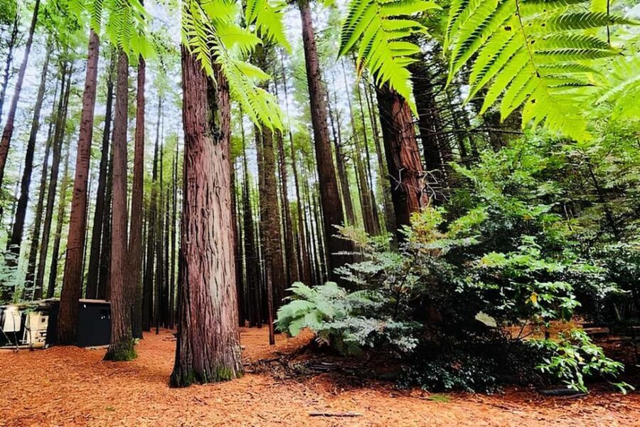 Private Hobbiton & BlueSprings & Redwood forest fromAuckland - Discovering the Highlights of North Island’s Top Sights