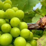 PRIVATE Hunter Valley All-Incl Premium Wine Tasting Tour (10 hrs) - Why This Tour Offers Great Value