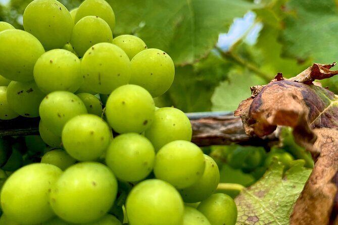PRIVATE Hunter Valley All-Incl Premium Wine Tasting Tour (10 hrs) - Why This Tour Offers Great Value