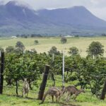 Private Hunter Valley Wine Tasting Tour from Sydney - Who Will Love This Tour?
