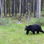 Private Icefields Parkway Tour w/ Lake Louise & Moraine Lake - Whats Included and What’s Not