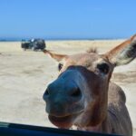 Private Jeep Tour Cabo Pulmo - Practical Considerations and Tips