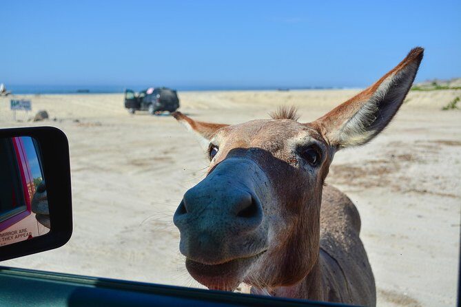 Private Jeep Tour Cabo Pulmo - Practical Considerations and Tips