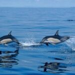 Private Kaikoura Whale Watching Day Trip From Christchurch - What Past Travelers Say