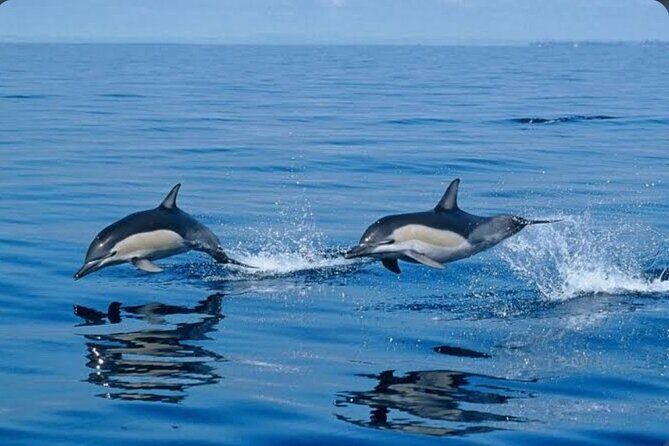 Private Kaikoura Whale Watching Day Trip From Christchurch - What Past Travelers Say