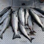 Private Ketchikan Wild Alaskan Salmon Fishing Trip - Understanding the Itinerary