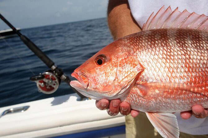 Private Key West Fishing & Sandbar or Snorkel Charter - What the Experience Looks Like