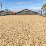 Private Kona Coffee and National Historic Parks Tour - Our Honest Take: Is It Worth It?