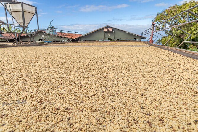 Private Kona Coffee and National Historic Parks Tour - Our Honest Take: Is It Worth It?