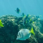 Private Los Cabos snorkeling tour to Chileno bay and Santa Maria cove - Detailed Itinerary and What You Can Expect