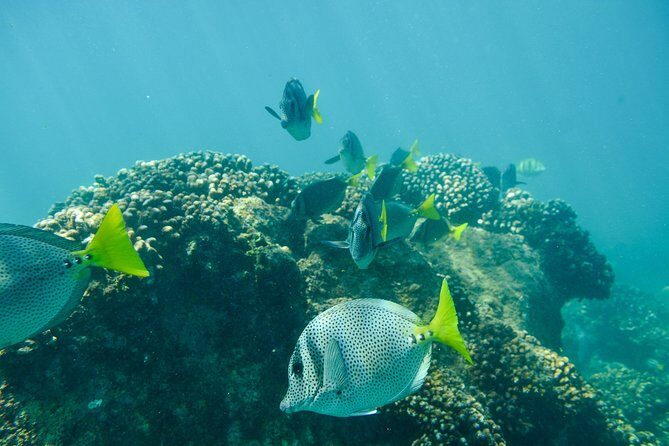 Private Los Cabos snorkeling tour to Chileno bay and Santa Maria cove - Detailed Itinerary and What You Can Expect