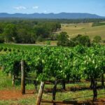 Private Luxury Tour: Tastes of the Hunter Valley - The Itinerary in Detail