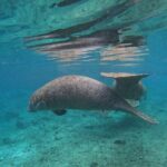 Private Manatee Swim Tour - The Sum Up