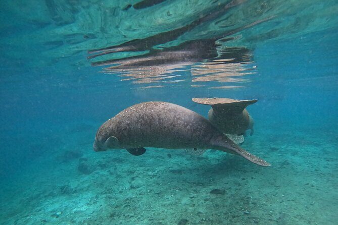 Private Manatee Swim Tour - The Sum Up