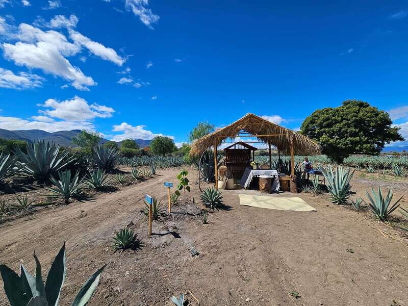 Private Mitla, Hierve el agua and Mezcal Tour with Lunch - What We Think