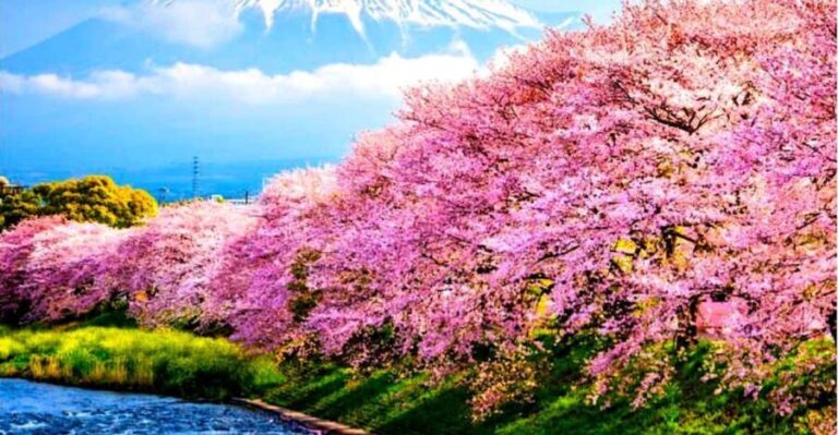 Private Mount Fuji sightseeing Day trip with English Guide - A Deep Dive into the Itinerary