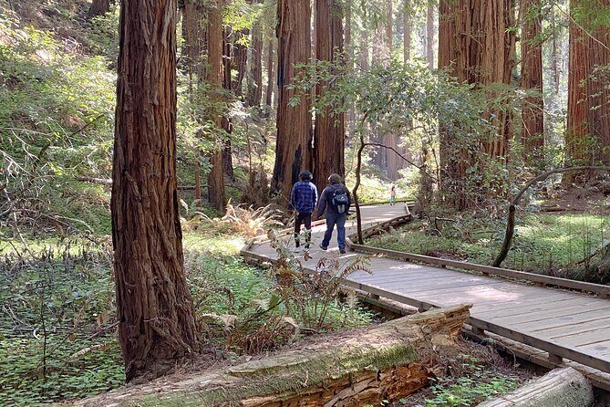 Private Muir Woods Tour Via Luxury Tesla - Deep Dive into the Itinerary