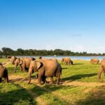 Private Multi-Day Outdoor Tour in Sri Lanka - Practical Details and Considerations
