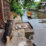 Private Mysterious Bangkok & Grand Palace, Tuk Tuk, Boat & Lunch - The Overall Experience: Well-Balanced, Authentic, and Engaging