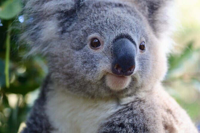 Private Nature Escape Tour 2 Days in Sydney - Who This Tour Is Best For