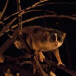 Private : Night Drive in Yala National Park Buffer Zone - Final thoughts