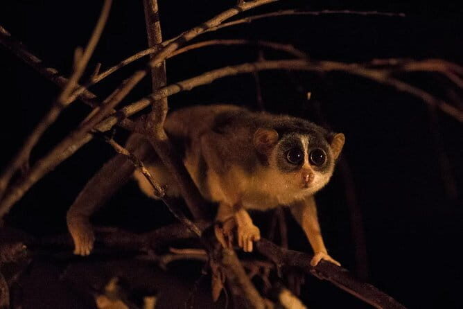 Private : Night Drive in Yala National Park Buffer Zone - Final thoughts