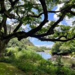 Private North Shore Oahu Tour ft. Waimea Falls-Customizable - The Value of a Private, Guided Tour